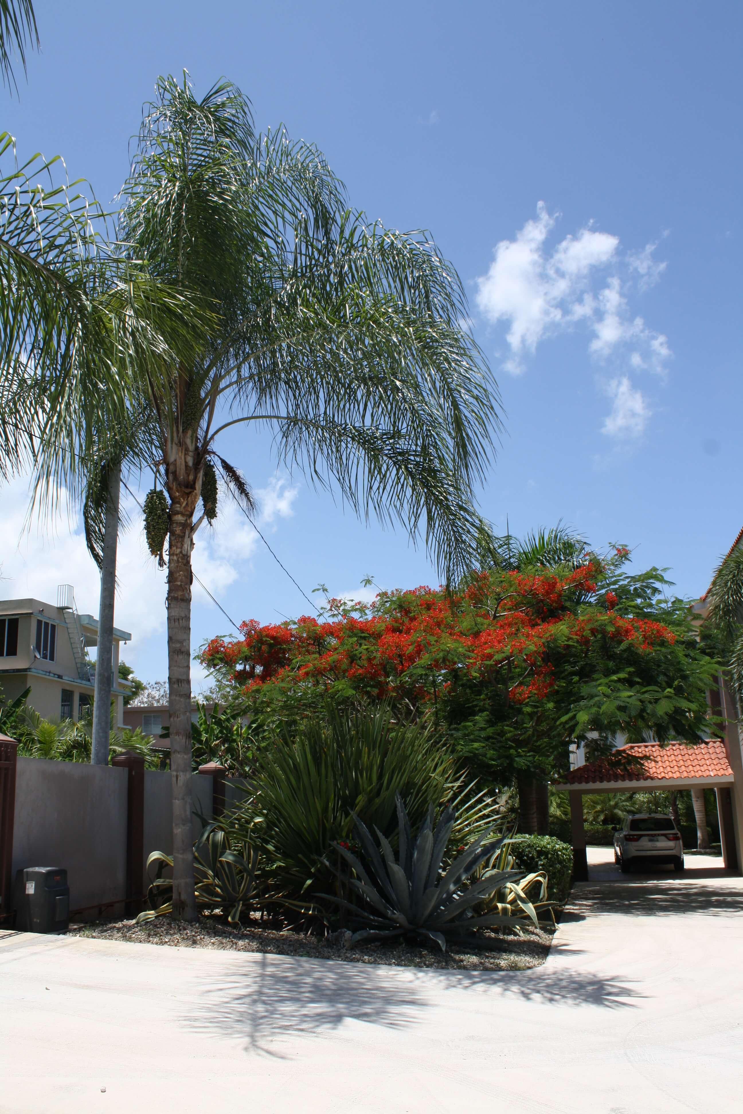 Maria's Beach – Luxury Rental in Rincón, Puerto Rico